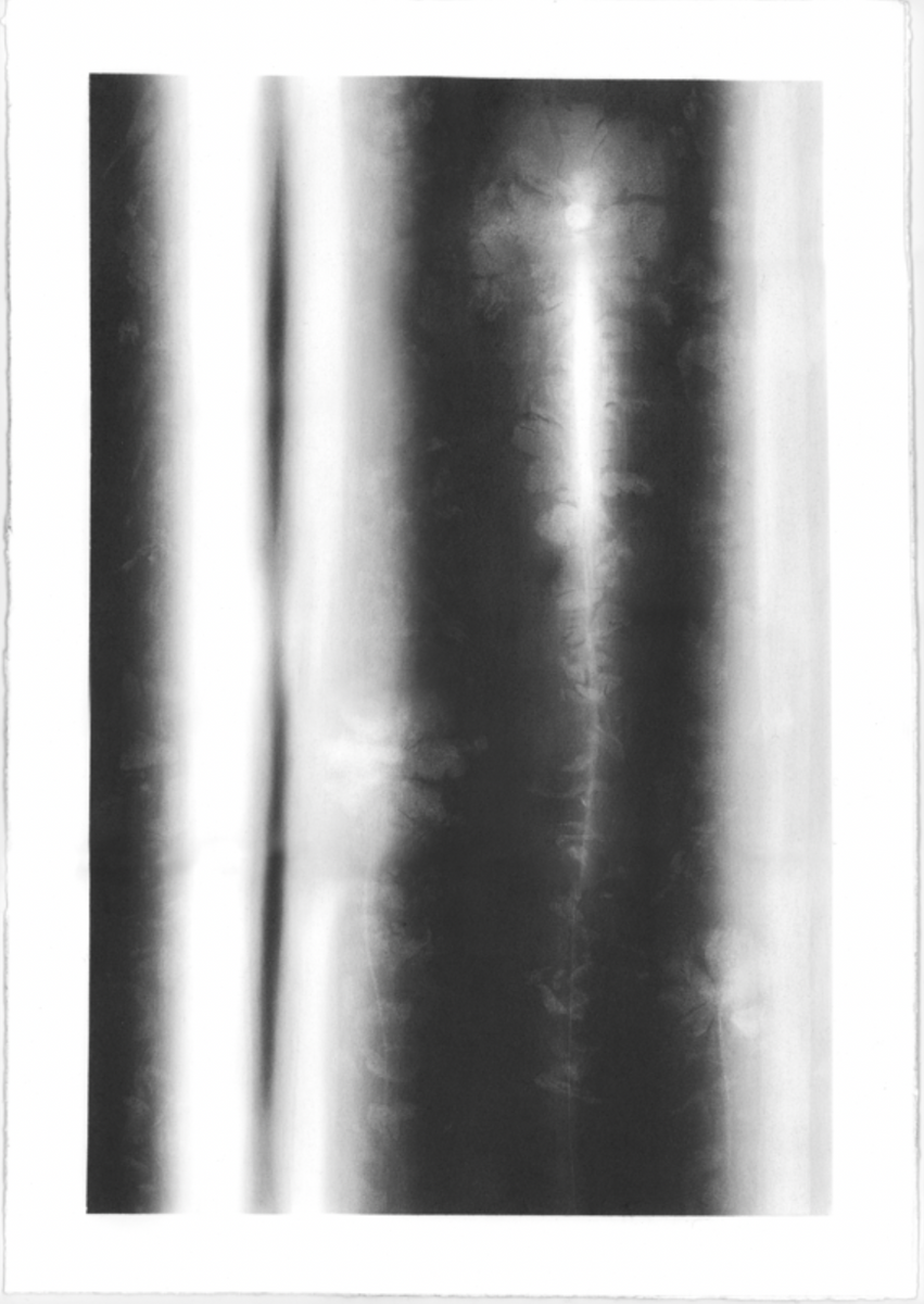 Lucent Flower – SHOWstudio