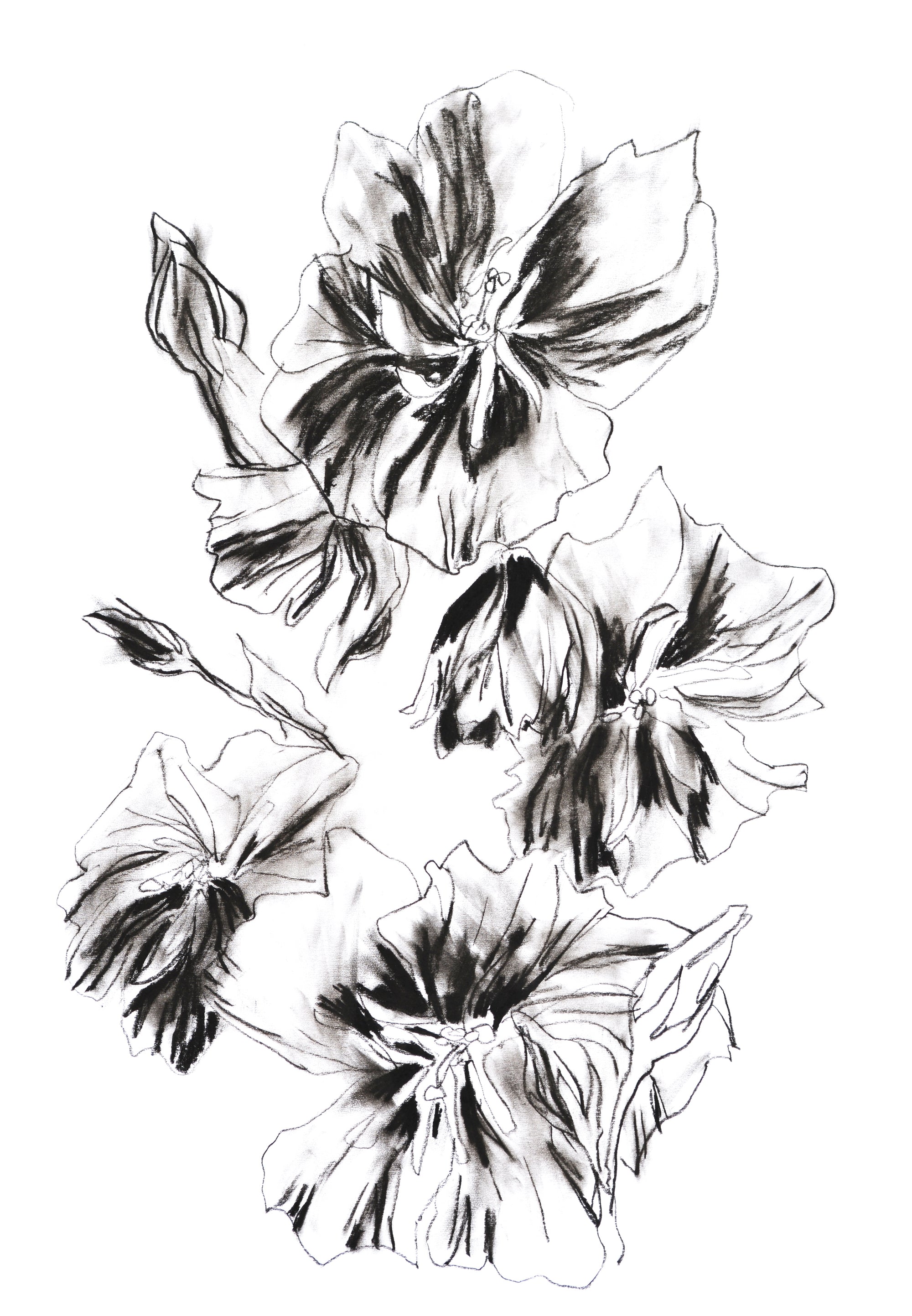 Hibiscus 6 – SHOWstudio