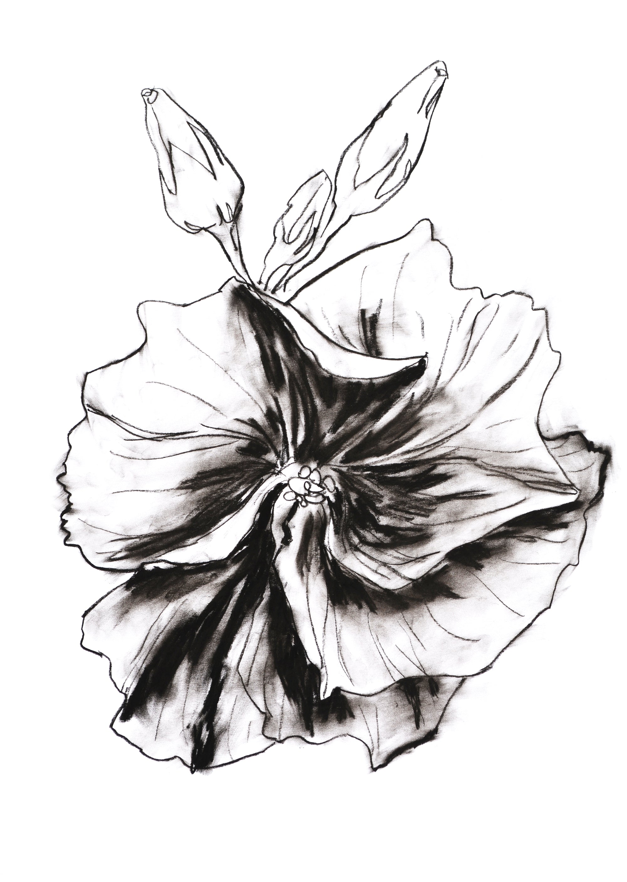 Hibiscus 1 – SHOWstudio