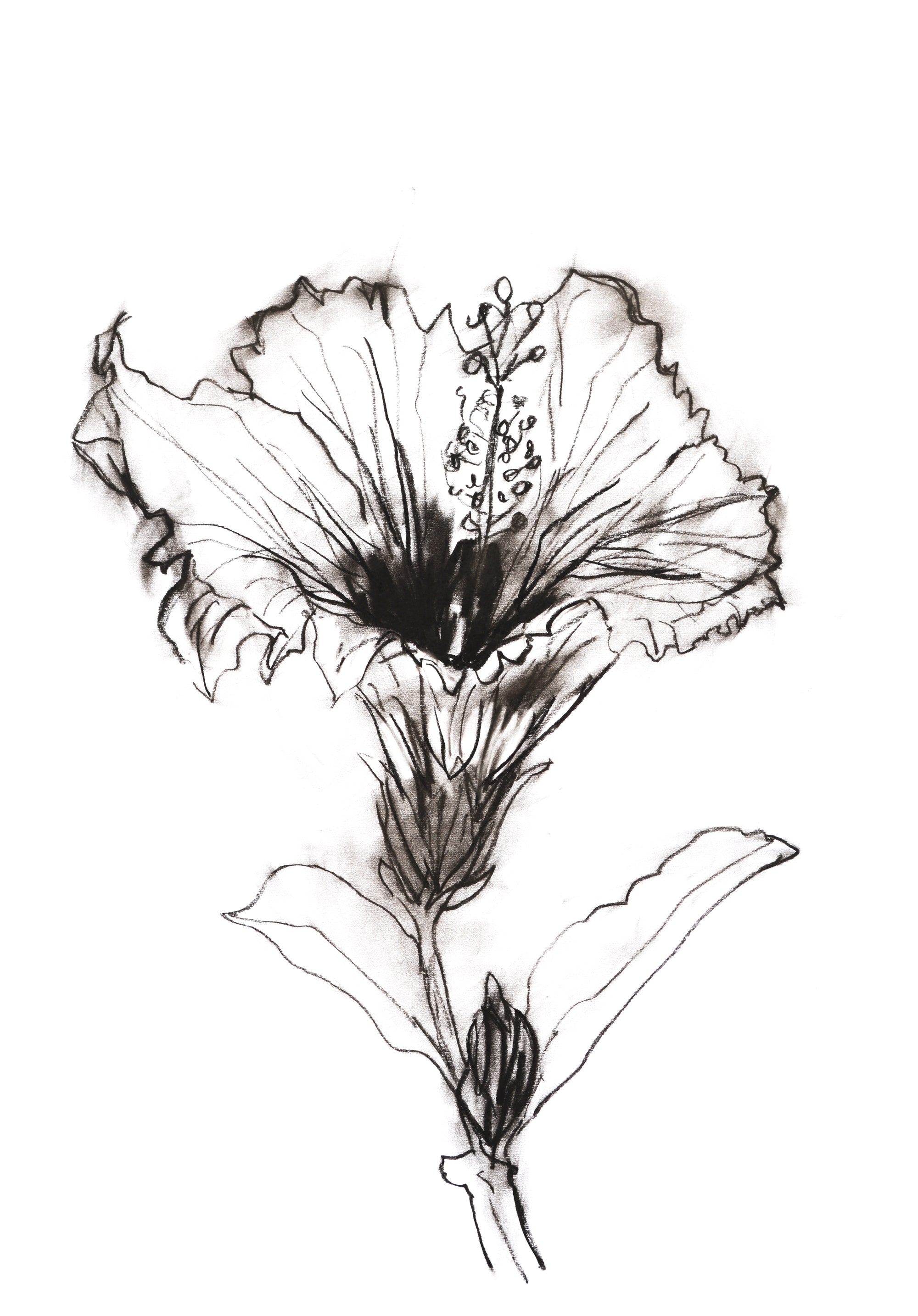 Hibiscus 4 – SHOWstudio