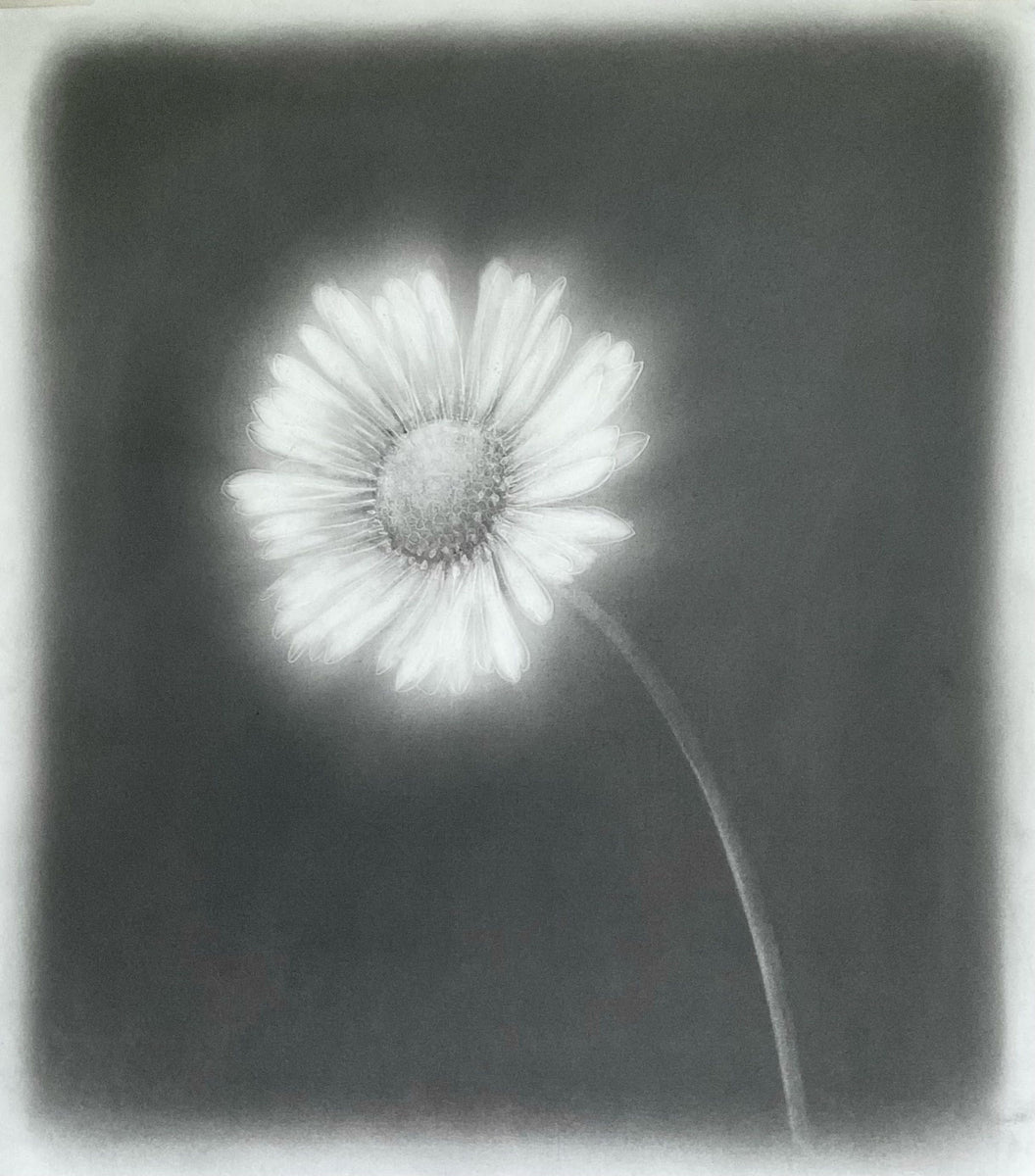 Daisy 1 – SHOWstudio