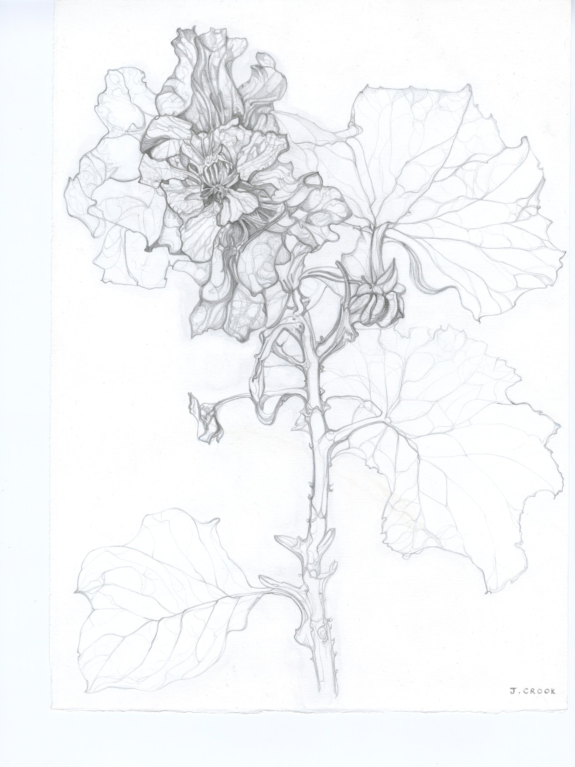 FLOWER 1 – SHOWstudio