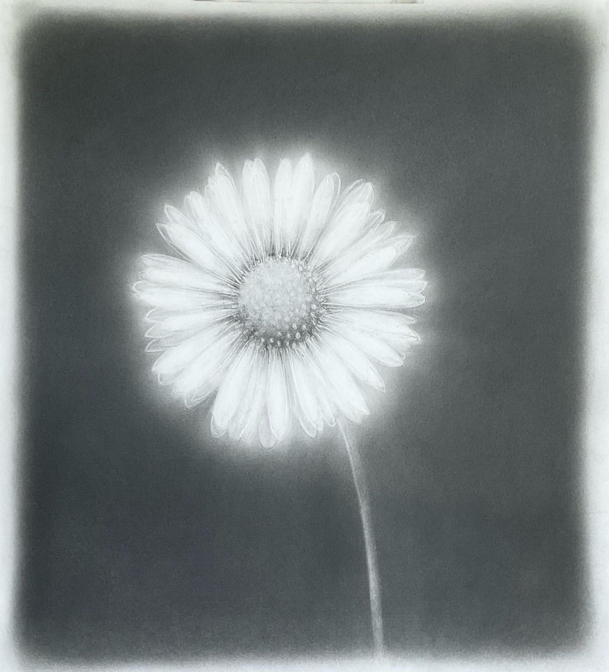 Daisy 2 – SHOWstudio