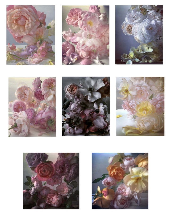 Nick Knight: Roses from my Garden Greetings Cards – SHOWstudio
